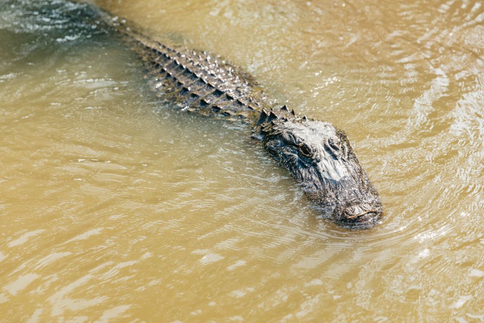 New Orleans: High Speed 9 Passenger Airboat Tour - Who Will Love This Tour?