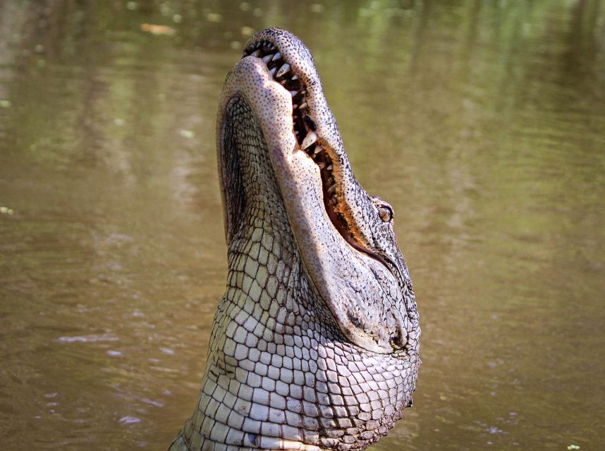 New Orleans: High Speed 9 Passenger Airboat Tour - Final Thoughts