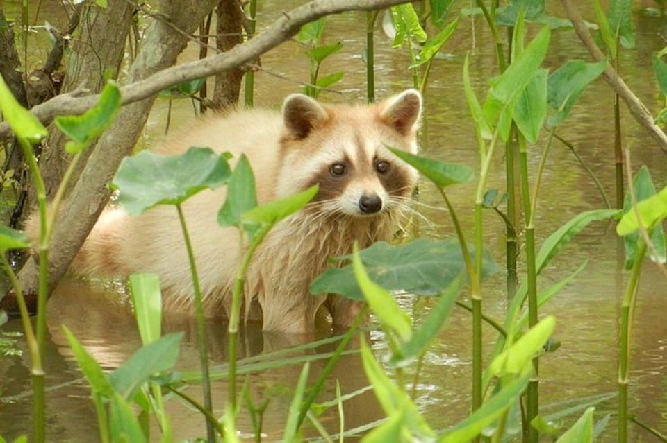 New Orleans: Honey Island Swamp and Bayou Boat Tour - Exploring the Honey Island Swamp and Bayou Boat Tour: An Authentic Louisiana Adventure