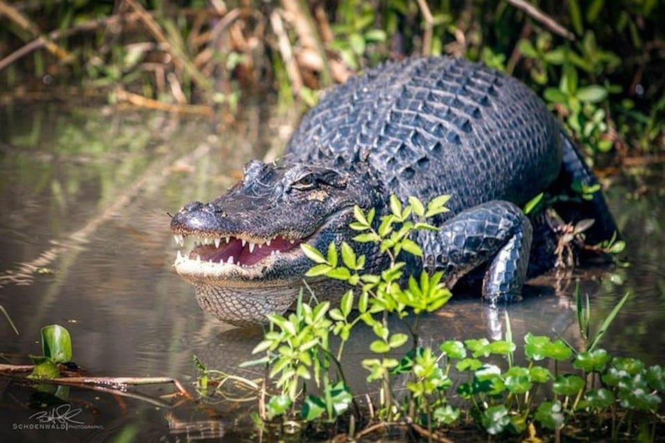 New Orleans: Honey Island Swamp and Bayou Boat Tour - A Deep Dive into the Honey Island Swamp Experience