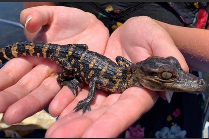 New Orleans Large Airboat Swamp Tour - Who Will Love This Tour?