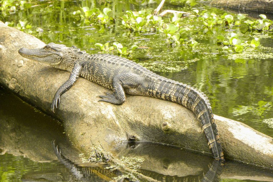 New Orleans Manchac Bayou Swamp Cruise W/ Optional Pick-Up - Guides and Guest Experiences: What Sets It Apart