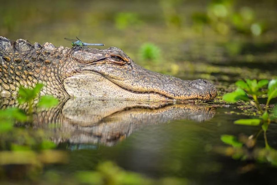 New Orleans: Manchac Magic Kayak Swamp Tour - The Itinerary: What to Expect on Your Kayak Adventure