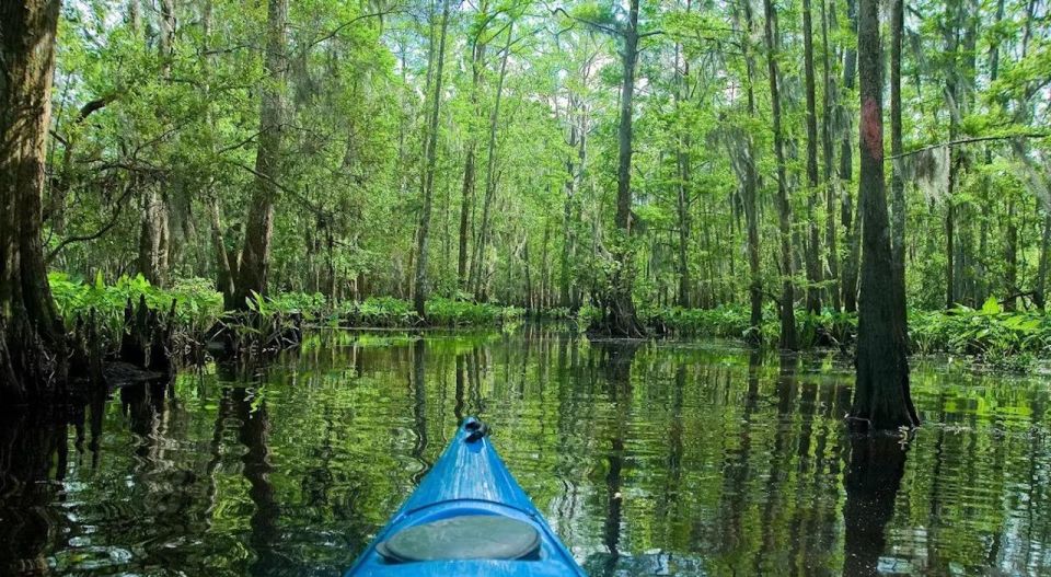 New Orleans: Manchac Magic Kayak Swamp Tour - Who Should Book This Tour?