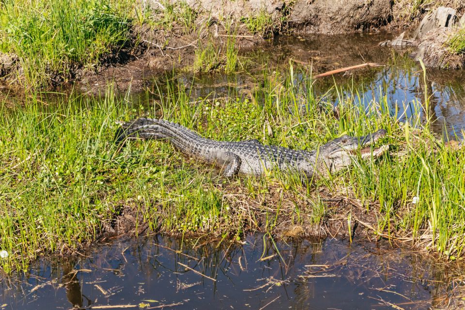 New Orleans: Oak Alley Plantation & Airboat Swamp Combo Tour - FAQs