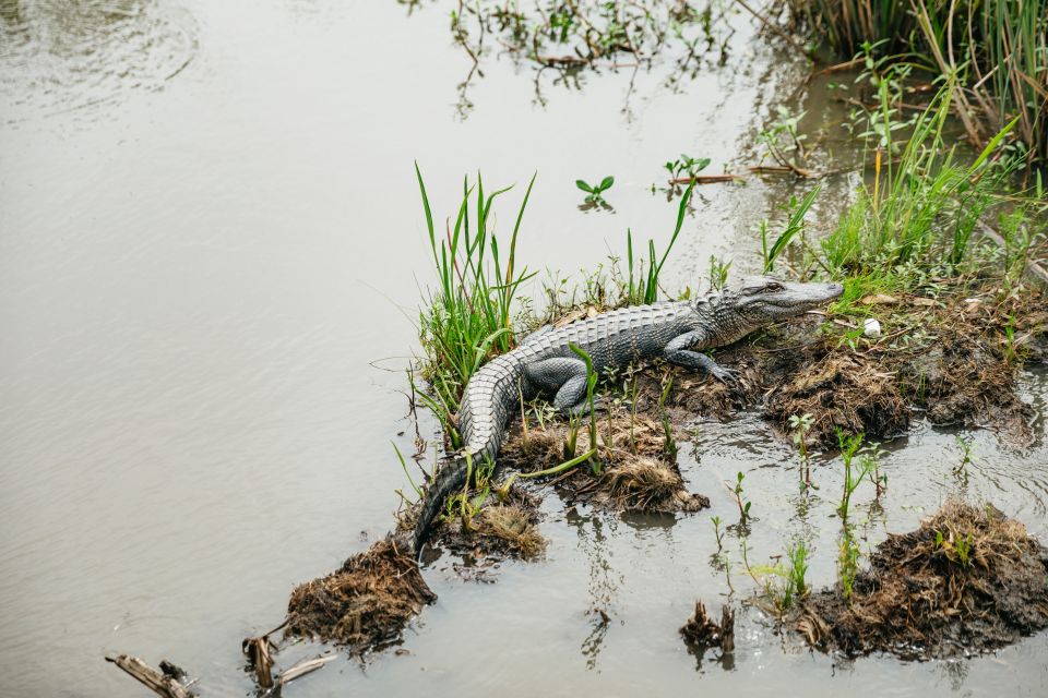 New Orleans: Oak Alley Plantation and Swamp Cruise Day Trip - An Overview of the Tour: A Day Filled with History and Nature
