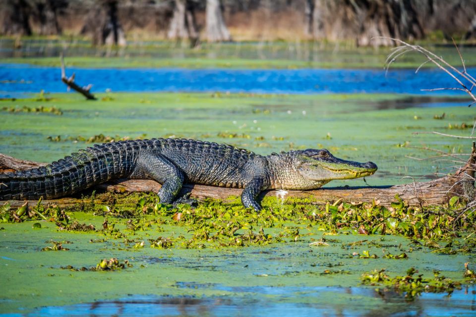 New Orleans: Oak Alley Plantation and Swamp Cruise Day Trip - Why This Tour Works Best for...