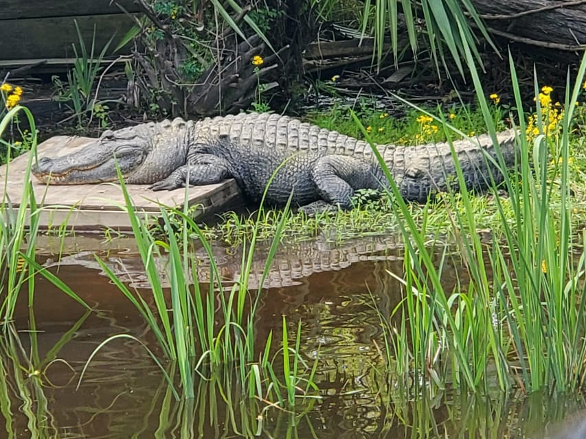 New Orleans: Oak Alley Plantation -N- Swamp Tour Full Day - Who Will Love This Experience?