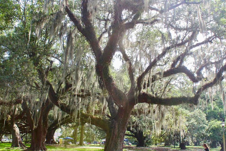New Orleans: Scenic City Bike Tour - What to Expect & Practical Details