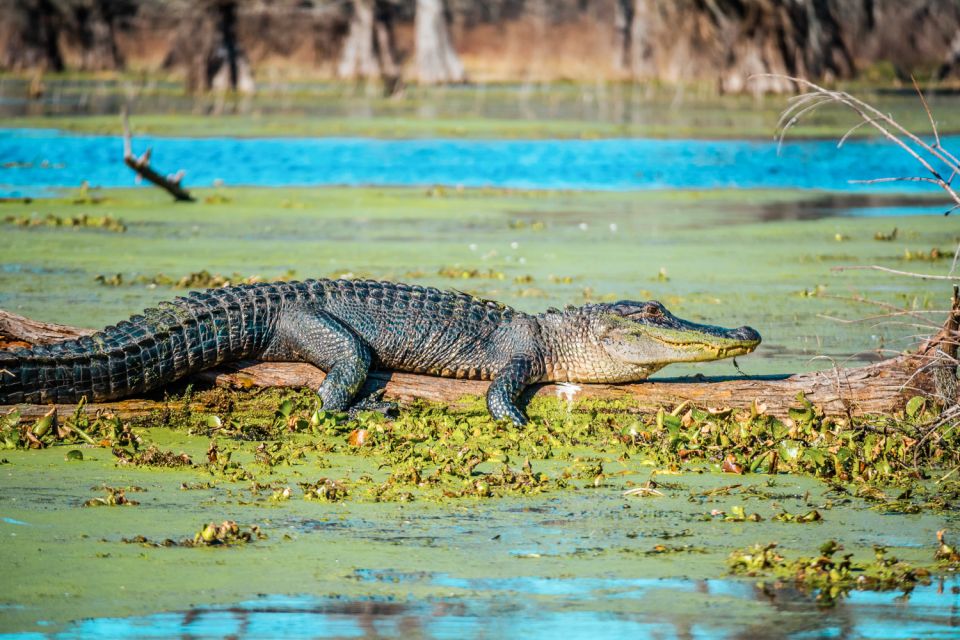 New Orleans: Single Plantation and Pontoon Swamp Day Trip - Real Insights from Past Guests