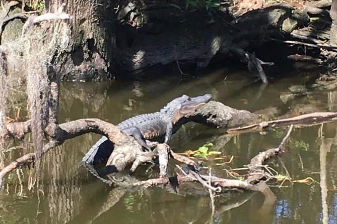 New Orleans Small-Group Airboat Swamp Tour - Considerations and Tips
