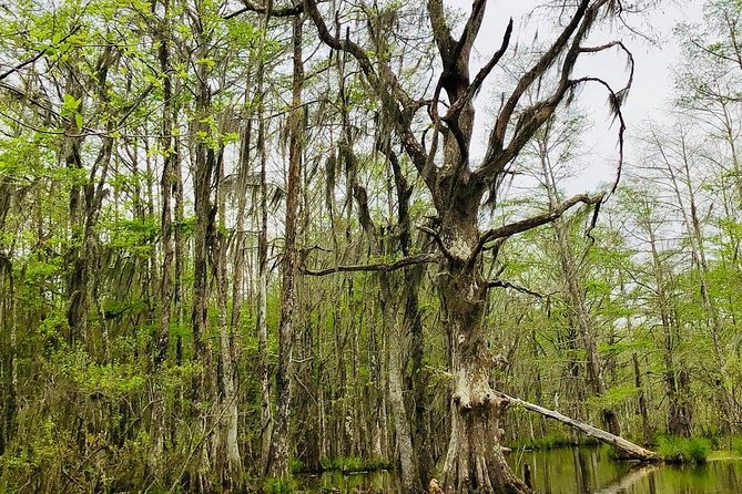 New Orleans Swamp and Bayou Boat Tour with Transportation - What to Expect During the Tour