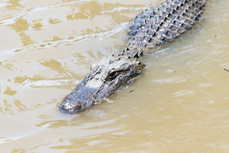 New Orleans: Swamp & Bayou Boat Tour with Transportation - Key Points