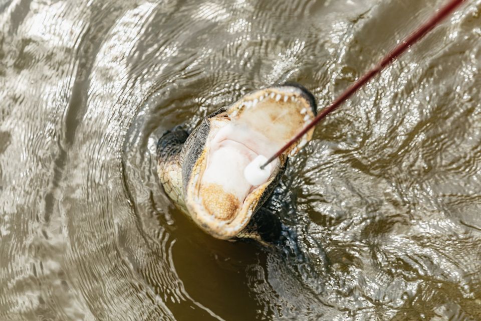 New Orleans: Swamp & Bayou Boat Tour with Transportation - Final Thoughts: Is It Worth It?