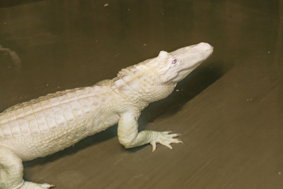 New Orleans: Swamp & Bayou Boat Tour with Transportation - FAQ