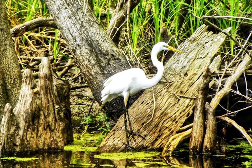 New Orleans: Swamp Boat Ride and Historic Plantation Tour - Exploring the New Orleans: Swamp Boat Ride and Historic Plantation Tour