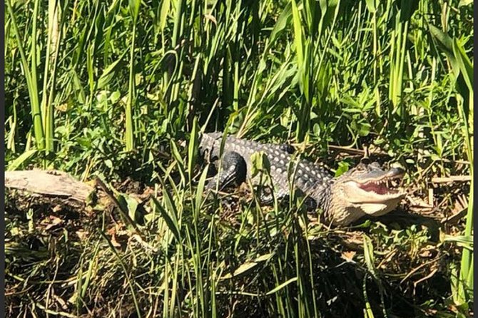 New Orleans Swamp Tour Boat Adventure - The Itinerary in Detail