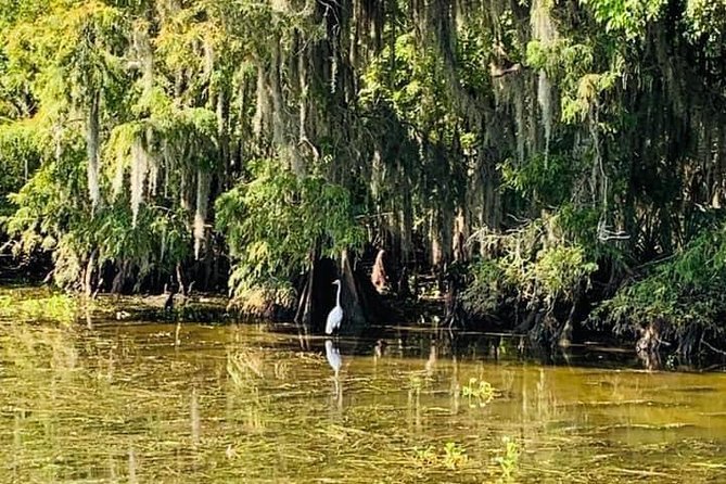 New Orleans Swamp Tour Boat Adventure - FAQ