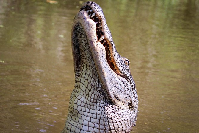 New Orleans Swamp Tour Boat Adventure with Transportation - Who Will Love This Tour?