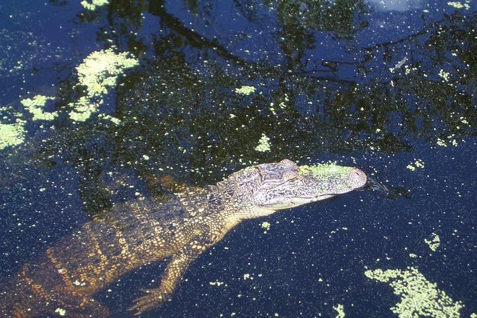 New Orleans Swamp Tour Boat Adventure with Transportation - Final Thoughts