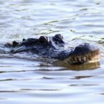New Orleans: Swamp Tour on Covered Pontoon Boat - A Deep Dive into the Swamp Tour Experience