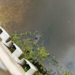 New Orleans: Swamp Zipline Tour - What We Love About the Tour