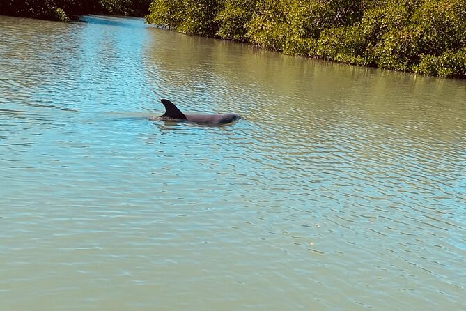New Smyrna Dolphin and Manatee Kayak and SUP Adventure Tour - Who Will Love This Tour?