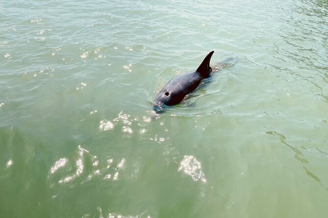 New Smyrna Dolphin and Manatee Kayak and SUP Adventure Tour - FAQs