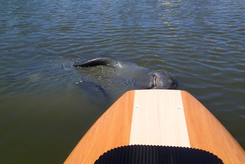 New Smyrna: Half-Day Guided SUP or Kayak Waterways Tour - Who Will Enjoy This Tour?