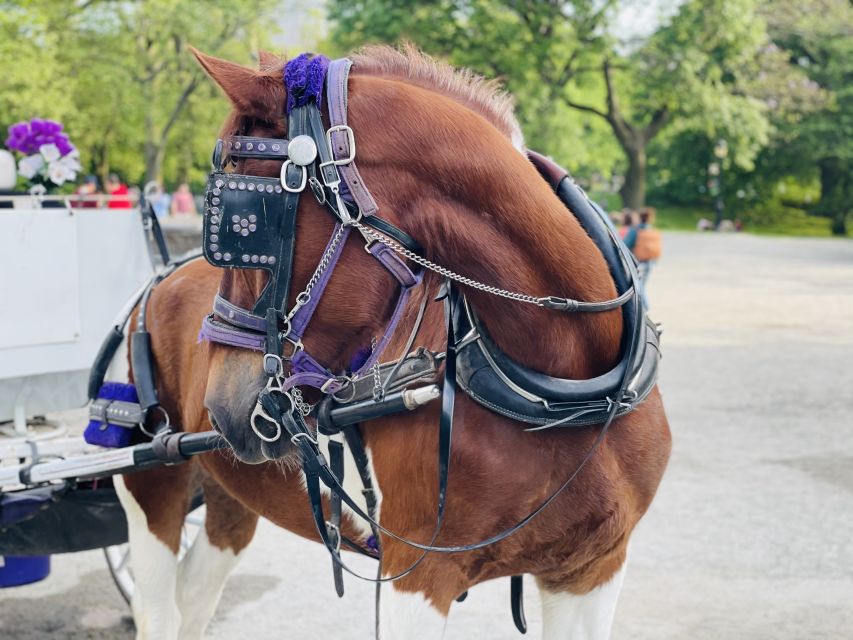 New York City: Central Park Private Horse and Carriage Tour - Practicalities and Considerations