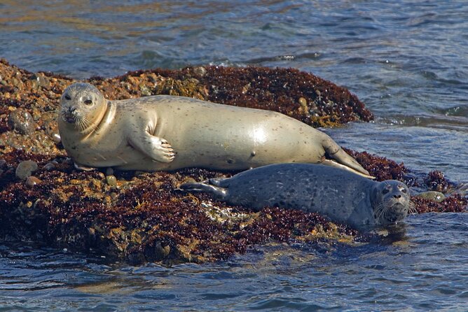 New York City Sightseeing and Seals Boat Tour - Why This Tour Is a Solid Choice for Travelers