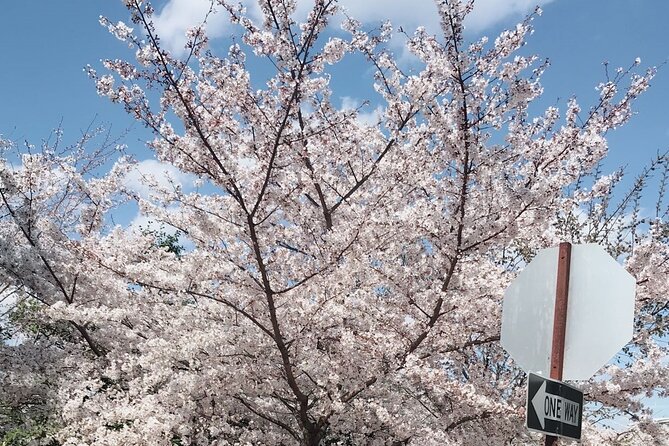 New York to Washington D.C. Spring Cherry Blossom Full-Day Tour - Landmarks and Photo Opportunities