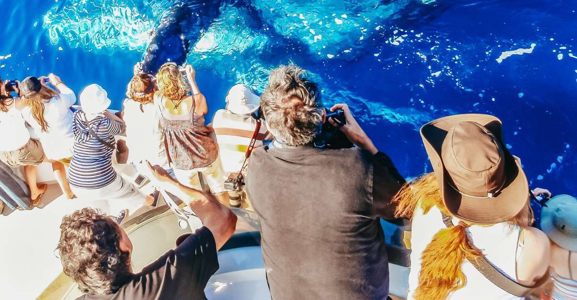 Newport Beach: 2-Hour Whale Watching Tour - What to Expect on the Tour