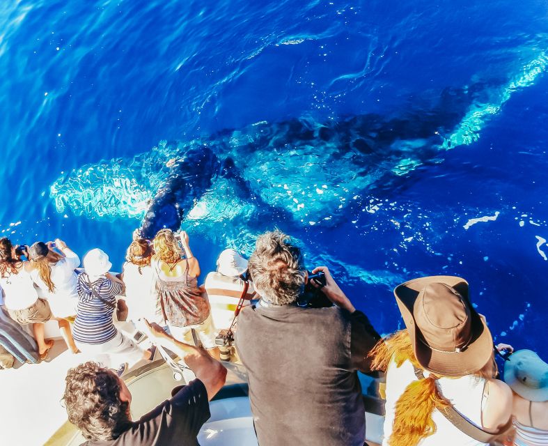 Newport Beach: 2-Hour Whale Watching Tour - Value and Practical Tips