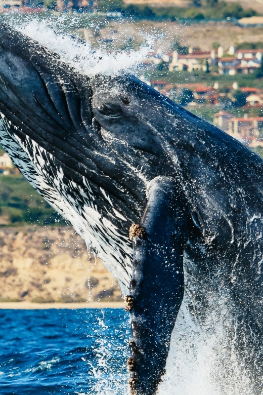 Newport Beach: 2-Hour Whale Watching Tour - Authentic Guest Experiences
