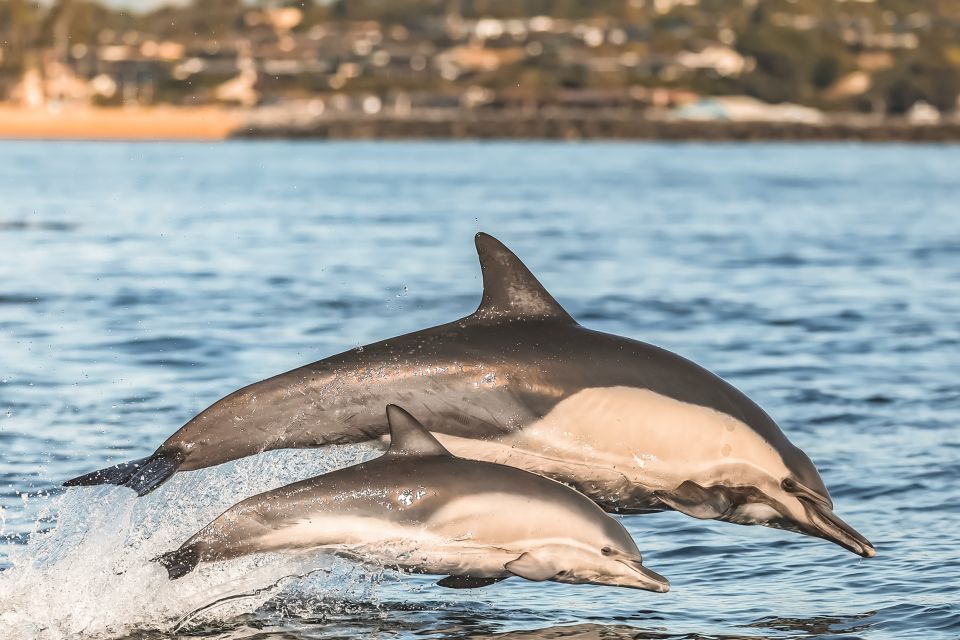 Newport Beach: 2-Hour Whale Watching Tour - FAQ
