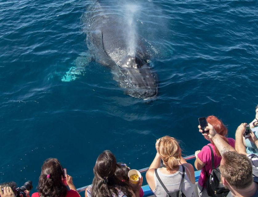Newport Beach: Luxury Whale Watching Catamaran Cruise - Introduction