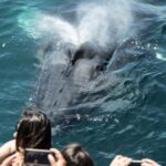 Newport Beach: Luxury Whale Watching Catamaran Cruise - Setting Sail in Newport Beach: What to Expect