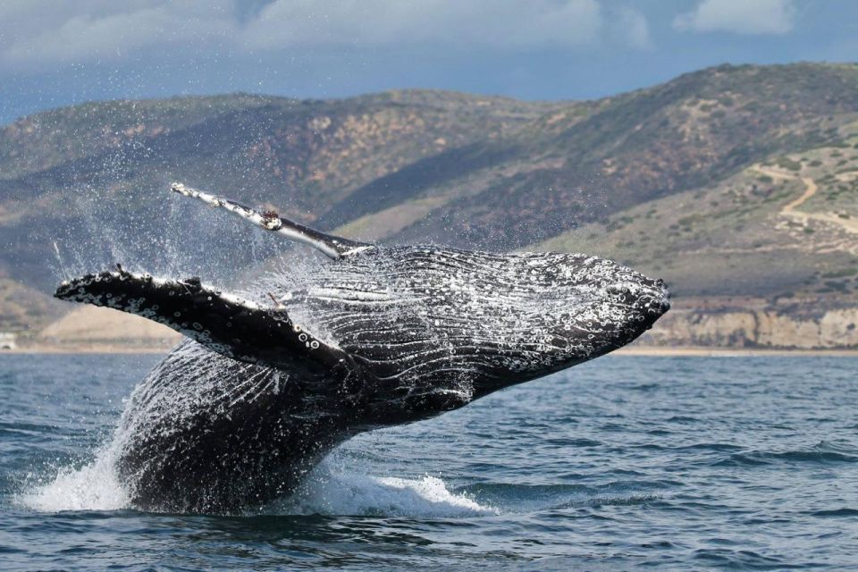 Newport Beach: Luxury Whale Watching Catamaran Cruise - The Experience of the Guides and Crew