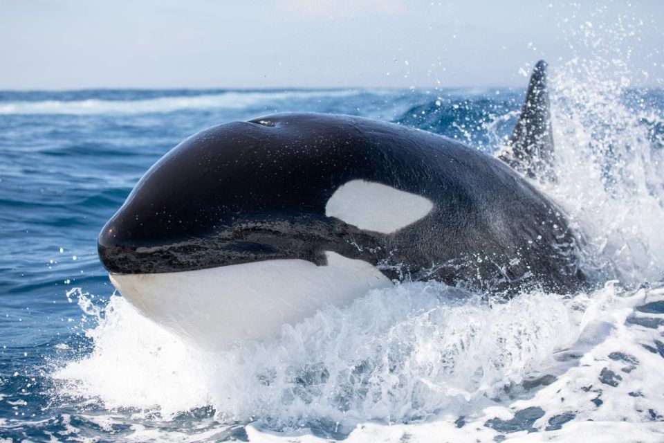 Newport Beach: Luxury Whale Watching Catamaran Cruise - Who Is This Tour Best For?