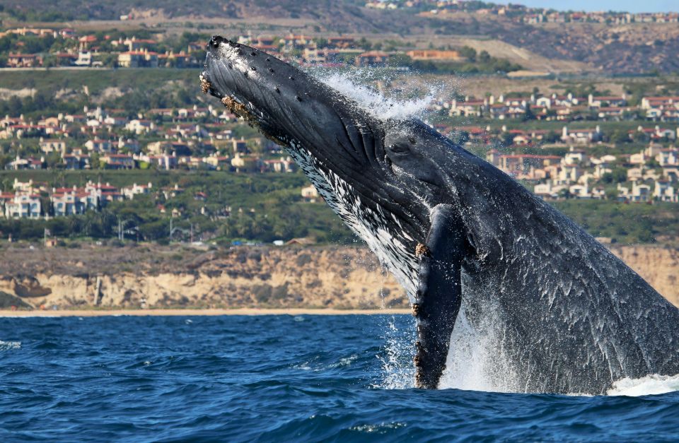 Newport Beach: Ultimate Whale Watching Adventure - Why Choose the Newport Beach Whale Watching Tour?