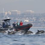 Newport Beach: Ultimate Whale Watching Adventure - Authentic Experiences from Reviewers