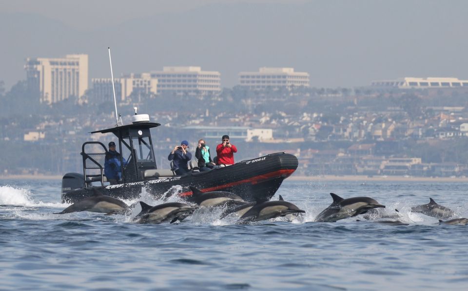 Newport Beach: Ultimate Whale Watching Adventure - Authentic Experiences from Reviewers