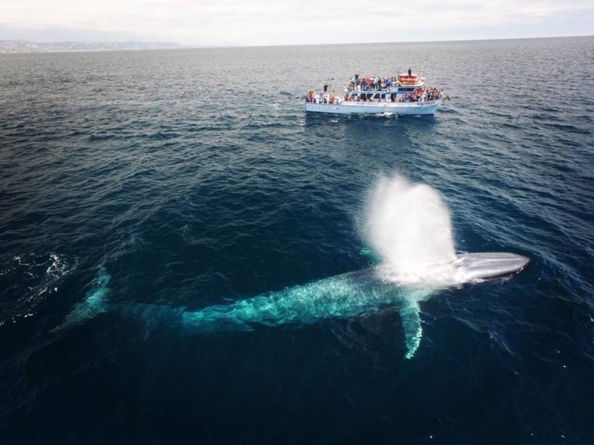 Newport Beach: Whale and Dolphin-Watching Cruise - A Closer Look at the Experience