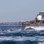 Newport Beach: Whale and Dolphin-Watching Cruise - Who Is This Tour Best For?