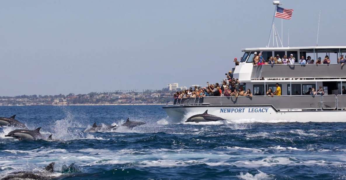 Newport Beach: Whale and Dolphin-Watching Cruise - Who Is This Tour Best For?
