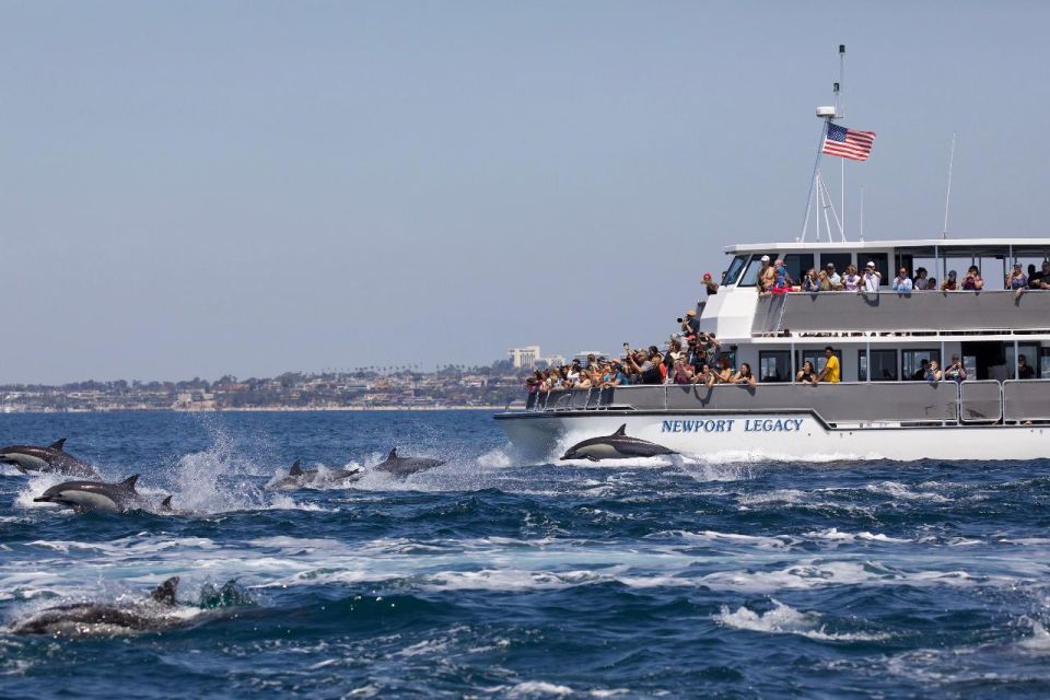 Newport Beach: Whale and Dolphin-Watching Cruise - The Sum Up