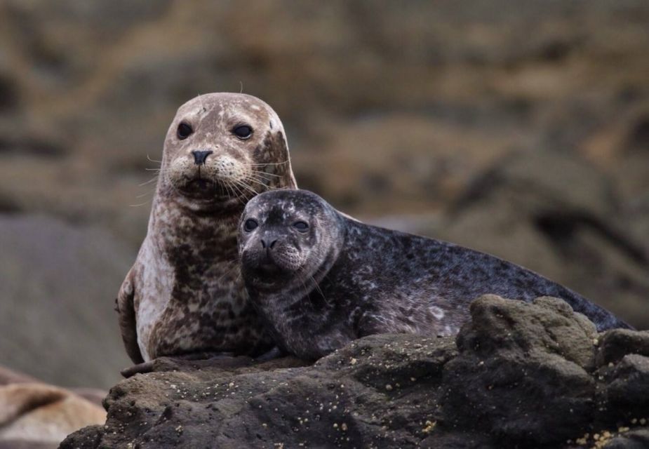 Newport Beach: Whale and Dolphin-Watching Cruise - FAQ