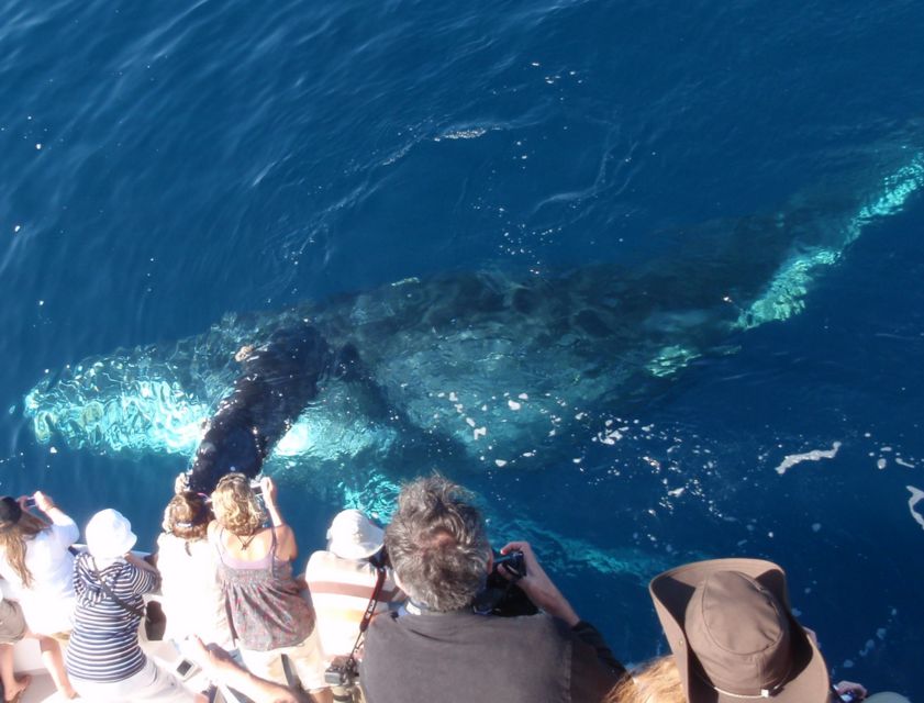 Newport Beach: Year-Round Whale Watching Cruise - An In-Depth Look at the Whale Watching Experience