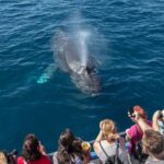 Newport Beach: Year-Round Whale Watching Cruise - Is It Worth the Price?